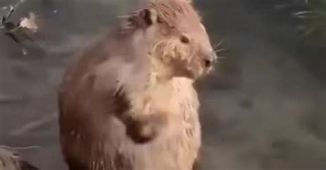 비버가 목욕하는 짤  커뮤니티