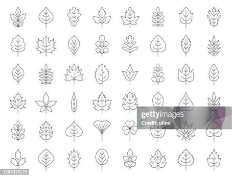 Tree Branch Outline Photos And Premium High Res Pictures Getty Images