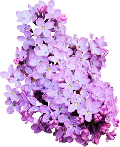 Tube Lilas