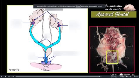 Diagramme De Anatomie Du Système Génital De La Souris Femelle Quizlet
