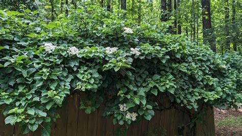 Type Of Hydrangea R Hydrangeas