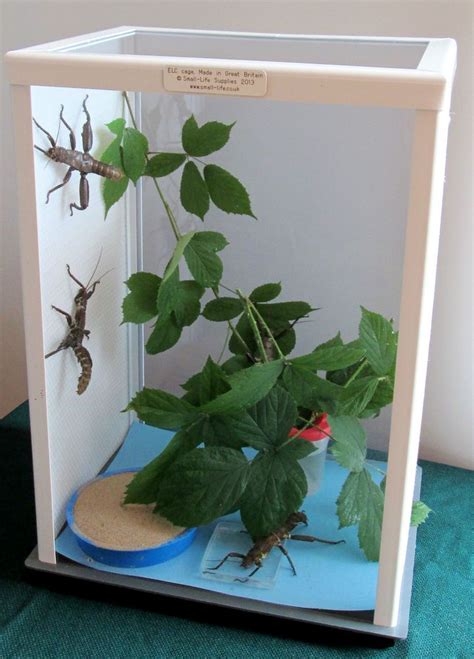 Elc Stick Insect Cage 20 Inches Tall Praying Mantis Enclosure Diy