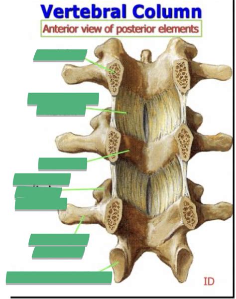 Vertebral Column Id Diagram Quizlet