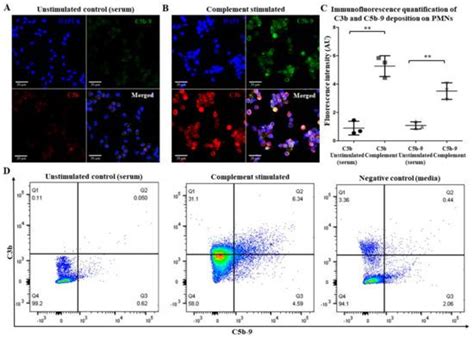 Digibiomics On Linkedin Complement Mediated Two Step Netosis Serum Induced Complement Activation…