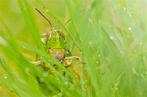 Insect Grass Grasshopper Macro Wallpapers Hd Desktop And Mobile