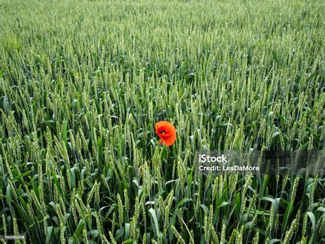 잘 익은 보 리의 큰 녹색 필드입니다 보 리의 녹색 밭 중에 외로운 빨간 양 귀 비 양귀비 식물에 대한 스톡 사진 및 기타 이미지 양귀비 식물 키 큰 빨강 Istock