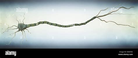 Multipolar Neuron With Multiple Extensions Stock Photo Alamy