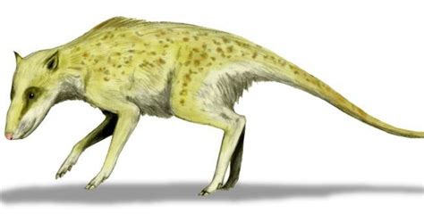 Iit Prof Helps Prove Indian Origins Of When Whales Were Cat Sized