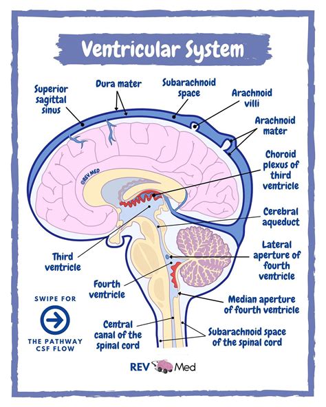 Cerebrospinal Fluid Pathway