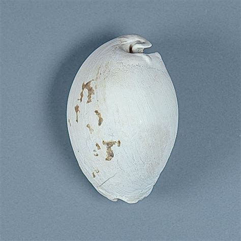 Fossil Cowry Siphocypraea Problematica 01