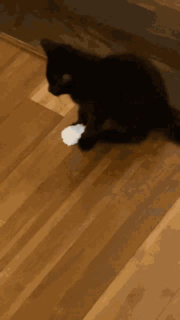Cute Cat Cute Kitten  Cute Cat Cute Kitten Kitty Discover