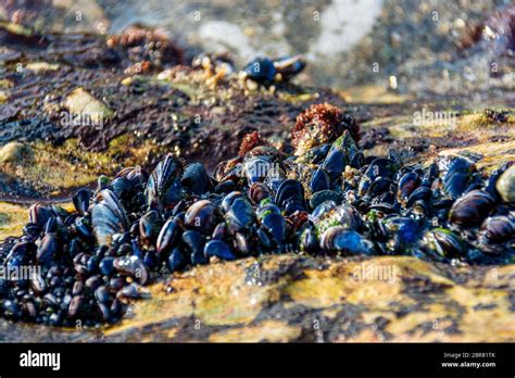 The Blue Mussel Mytilus Edulis Also Known As The Common Mussel Is A