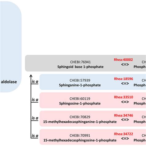 The Rhea Reaction Classification The Iubmb Enzyme Classification