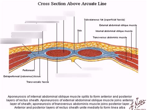 Arcuate Line