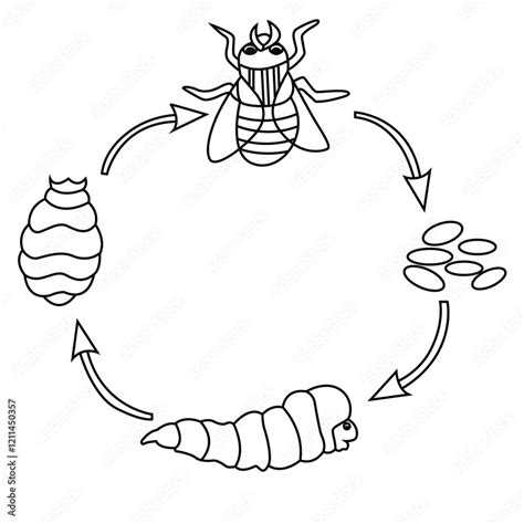Science Of Cute Cartoon Hand Drawn Vector Life Cycle Of Housefly