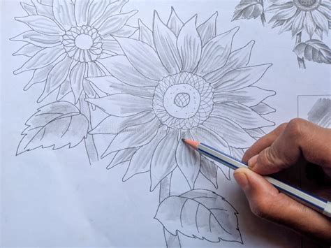 Hermoso Dibujo A Lápiz De Girasol En Cuaderno De Niños Pequeños Imagen