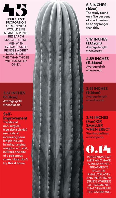 Quelle Est La Taille Moyenne Du Pénis Selon La Science Gq France