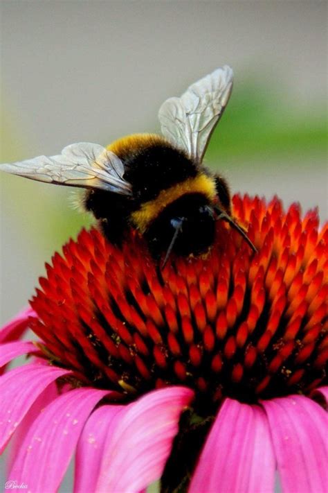 Cute Fuzzy Bumble Bee