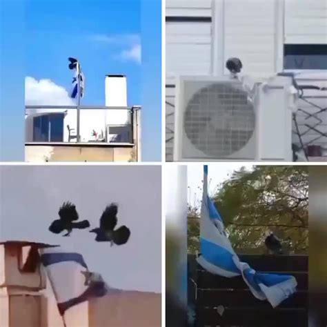 Weird Crows Album On Imgur