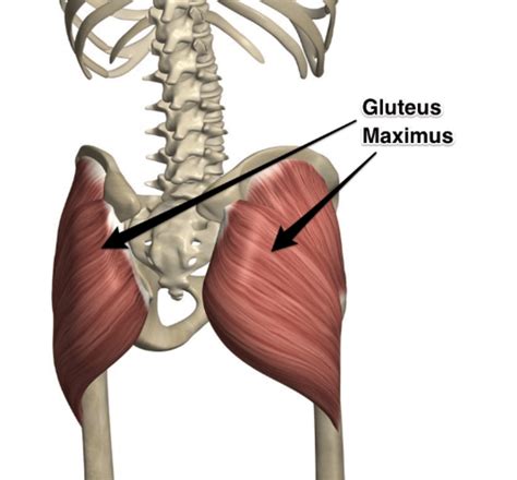 엉덩이 근육 대둔근 큰볼기근 Gluteus Maixmus 기시 정지 기능 Mmt 대둔근 테스트 방법
