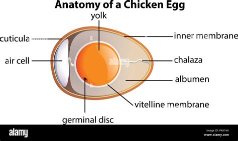 Chicken Egg Structure Diagram