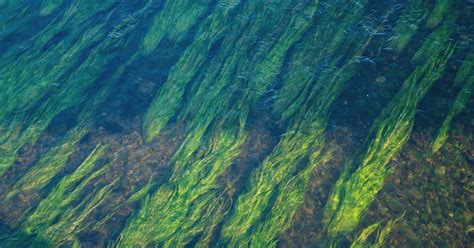 Soon Algae Might Absorb Carbon Dioxide Emissions Before They Even
