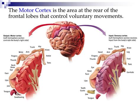 Ppt Neuroscience And Consciousness Powerpoint Presentation Free