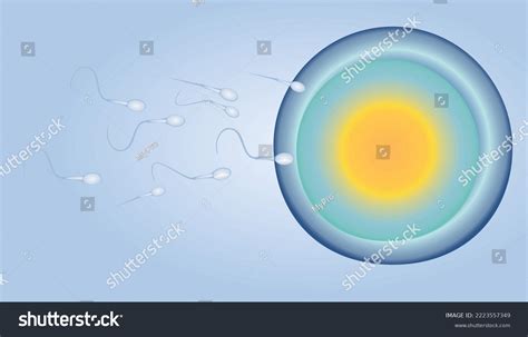 Human Reproduction Concept Vector Illustration Stock Vector Royalty
