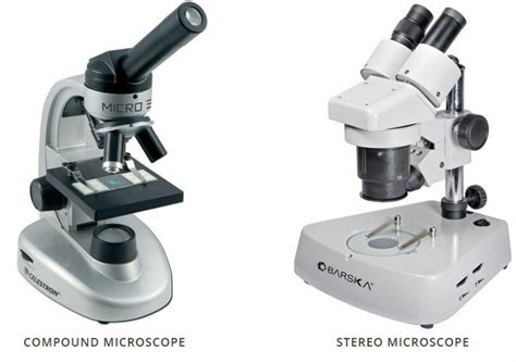 Compound Microscopes Vs Stereo Microscopes Microscopespot