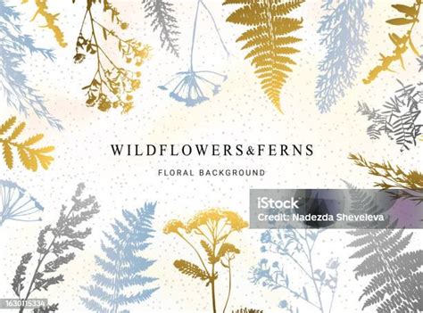 식물 표본 상자 꽃 배너입니다 말린 꽃 나뭇잎 허브 초원 풀과 양치류의 우아한 가지 파란색 회색 금색 및 은색 장식 Eps10