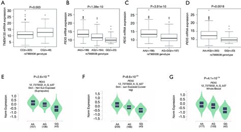 The Expression Quantitative Trait Loci Eqtl Analysis For Genotypes Of Download Scientific