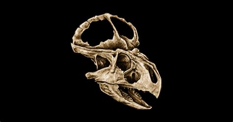 Dinosaur Skull Protoceratops Protoceratops Sticker Teepublic Dinosaur Skull Protoceratops Protoceratops Sticker Teepublic