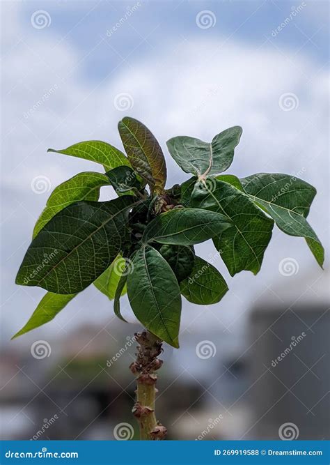 Cassava Plants Whose Growth Is Stunted Due To Overgrown Grass Royalty Free Stock Image