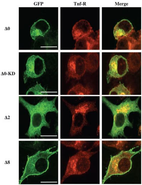 Cellular Localization Of Trka Gfp Chimera Intracellular Localization Of