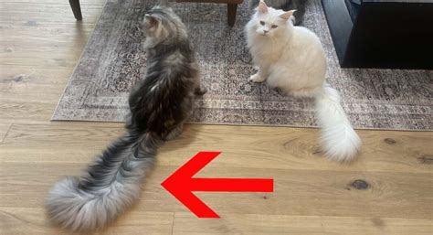 Cat Scoops Up World Record For The Longest Tail As Guinness Crowns ‘mr