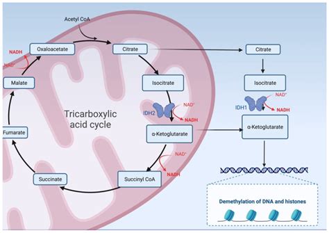 Molecular Profile Of Intrahepatic Cholangiocarcinoma Pmc