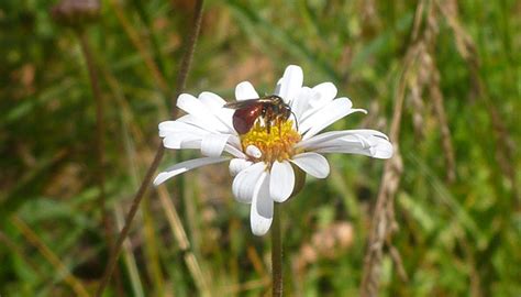 Earths First Flower Was Pollinated By Insects World First Research The Lighthouse