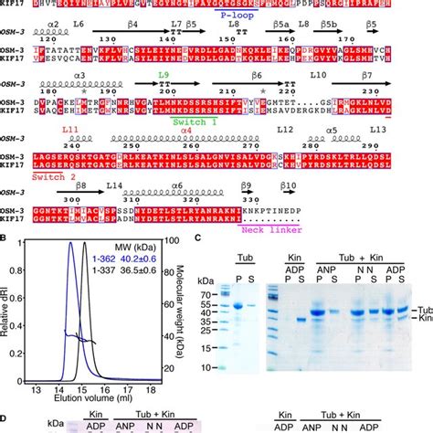 The Structure Of Amppnp‐osm‐3 1 337 Construct Amppnp‐osm‐3 Is