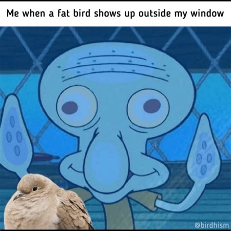 Bird Memes Clean Memes