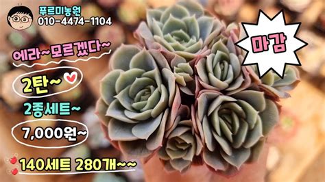 🤗에라 모르겠다~다육이2종 7000원 ~푸르미다육다육판매다육식물다육키우기korean Succulent Plants 더위국민다육충북다육청주다육多肉植物진천