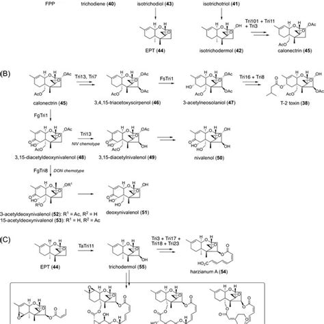 Terpene Cyclases Involved In The Biosynthesis Of Chrodrimanins And