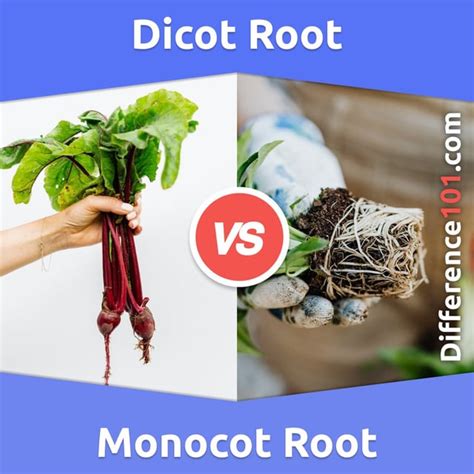 Dicot Root Vs Monocot Root Whats The Difference Between Dicot Root And Monocot Root R