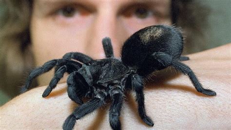 Spinnenmann Sitzt In Haft Abendzeitung München