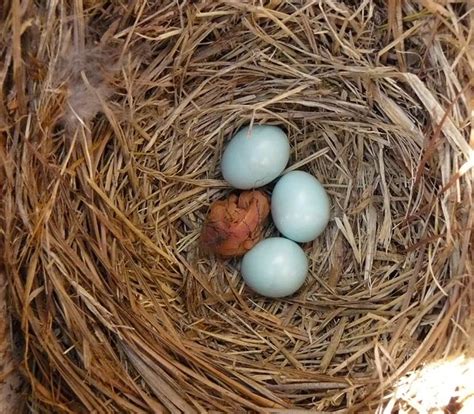 Eggs Of The Mountain Bluebird A Closer Look Avian Report