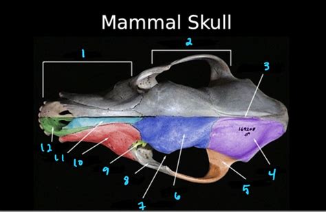 Skull Flashcards Quizlet