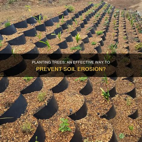 Planting Trees An Effective Way To Prevent Soil Erosion ShunCy
