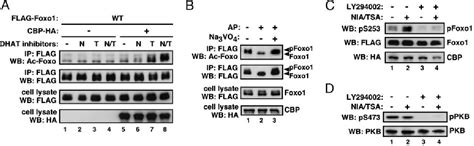 Figure 1 From Acetylation Of Foxo1 Alters Its Dna Binding Ability And Sensitivity To
