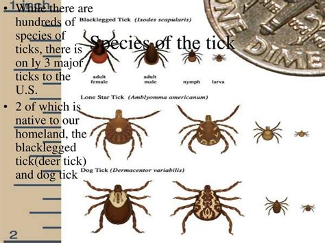 Ppt All About Ticks Powerpoint Presentation Free Download Id5319993
