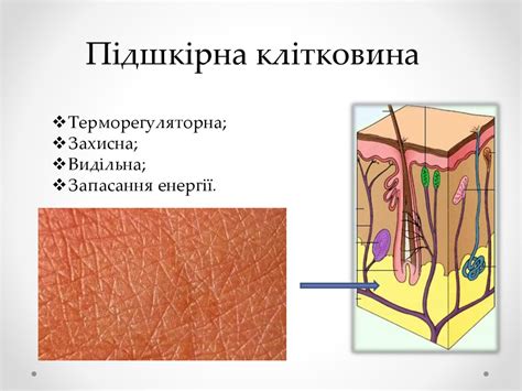 Визначення будови шкіри у звязку з її функціями презентация онлайн