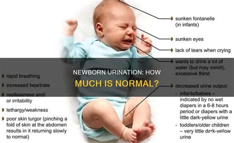 Newborn Urination How Much Is Normal Medshun